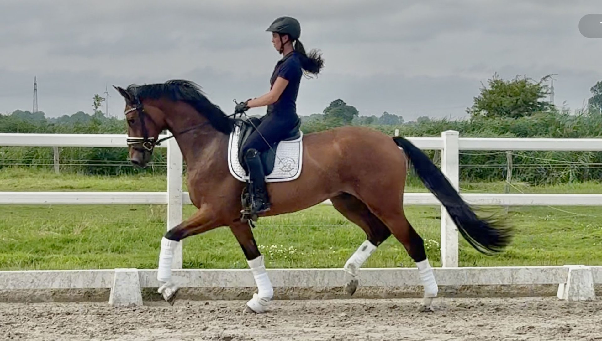 Oldenburger Wallach 3 Jahre 170 cm Brauner in Wangerland Hohenkirchen