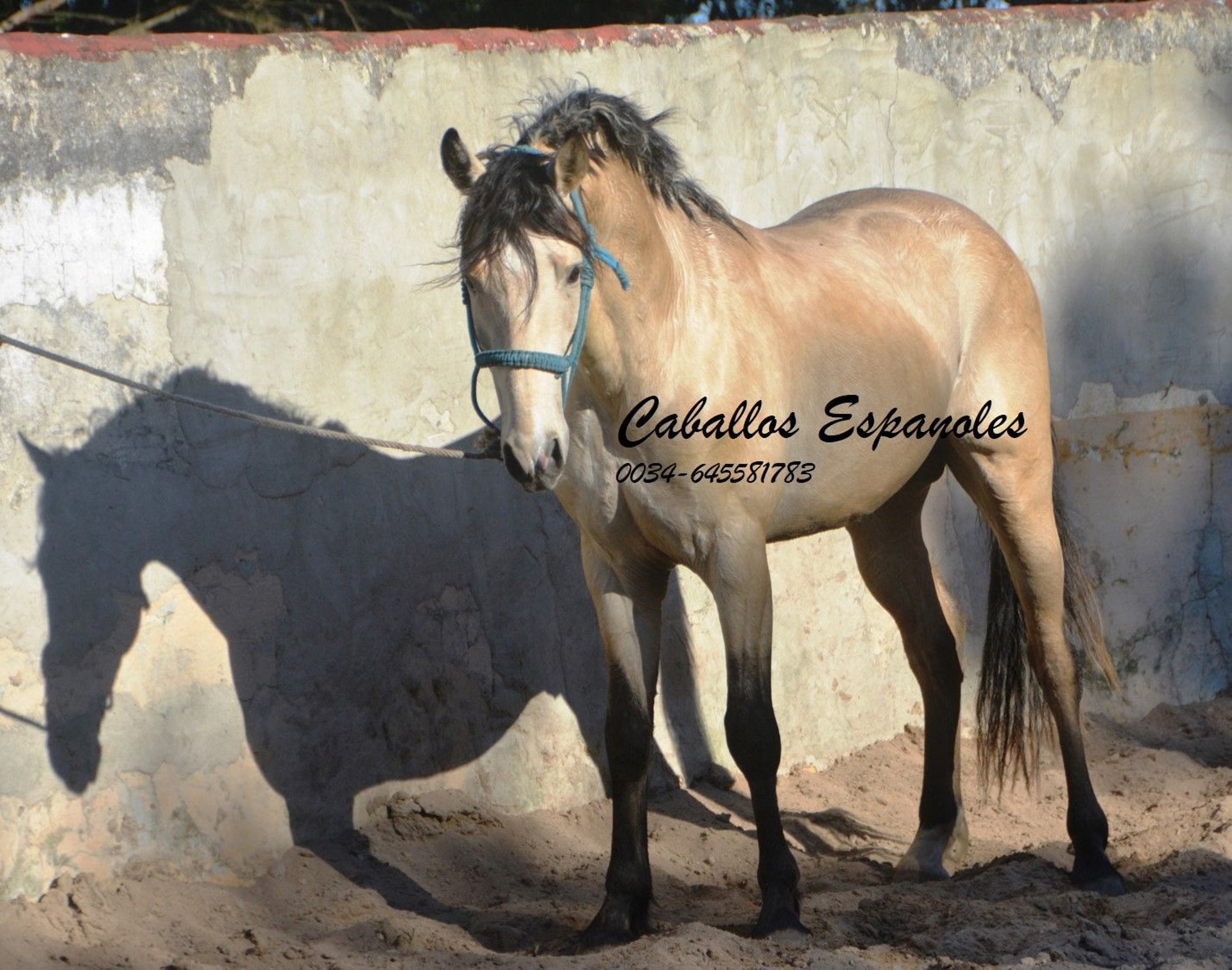Andalusier Hengst 3 Jahre 157 cm Dunkelfuchs in Vejer de la Frontera