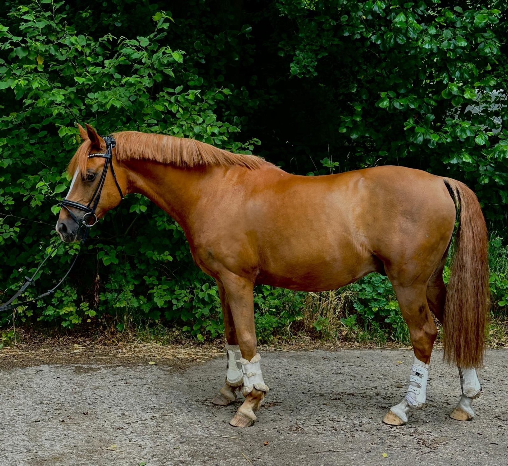 Deutsches Reitpony Hengst 13 Jahre 148 cm Fuchs in Kölln Reisiek