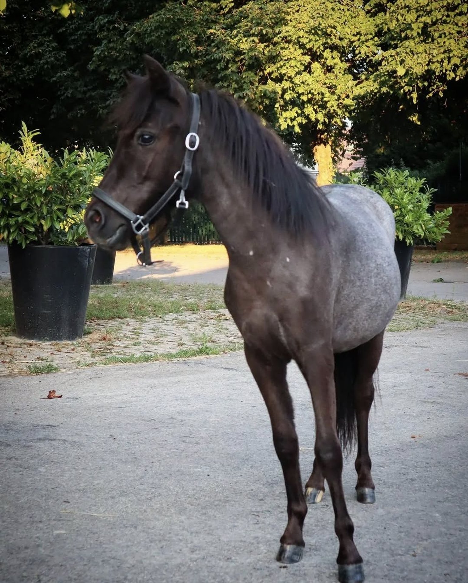 Mini Shetland Pony Mare 4 years Gray-Dark-Tan in Leonberg