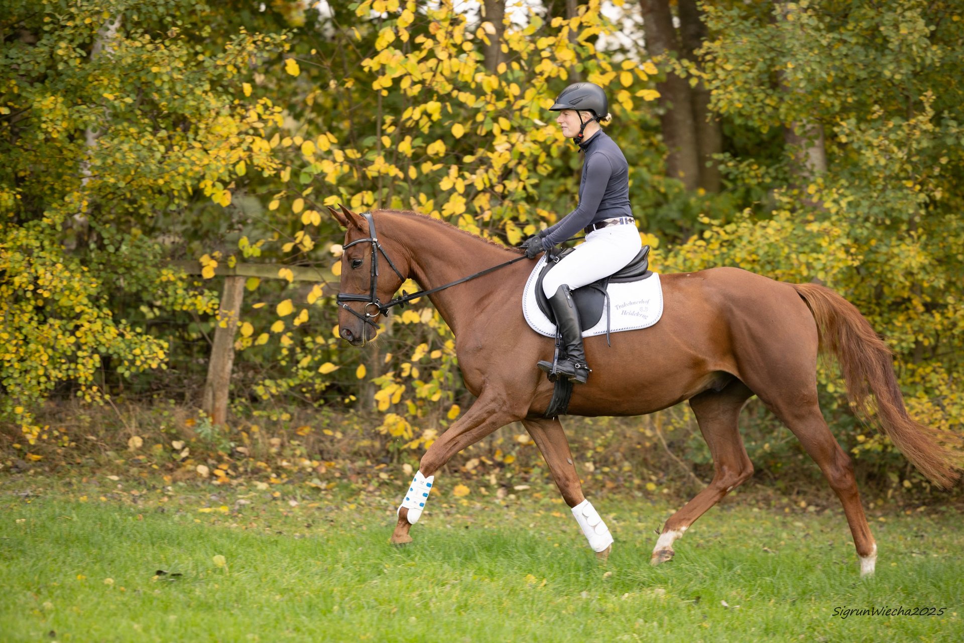 Trakehner Wallach 6 Jahre 167 cm Dunkelfuchs in Heidekrug