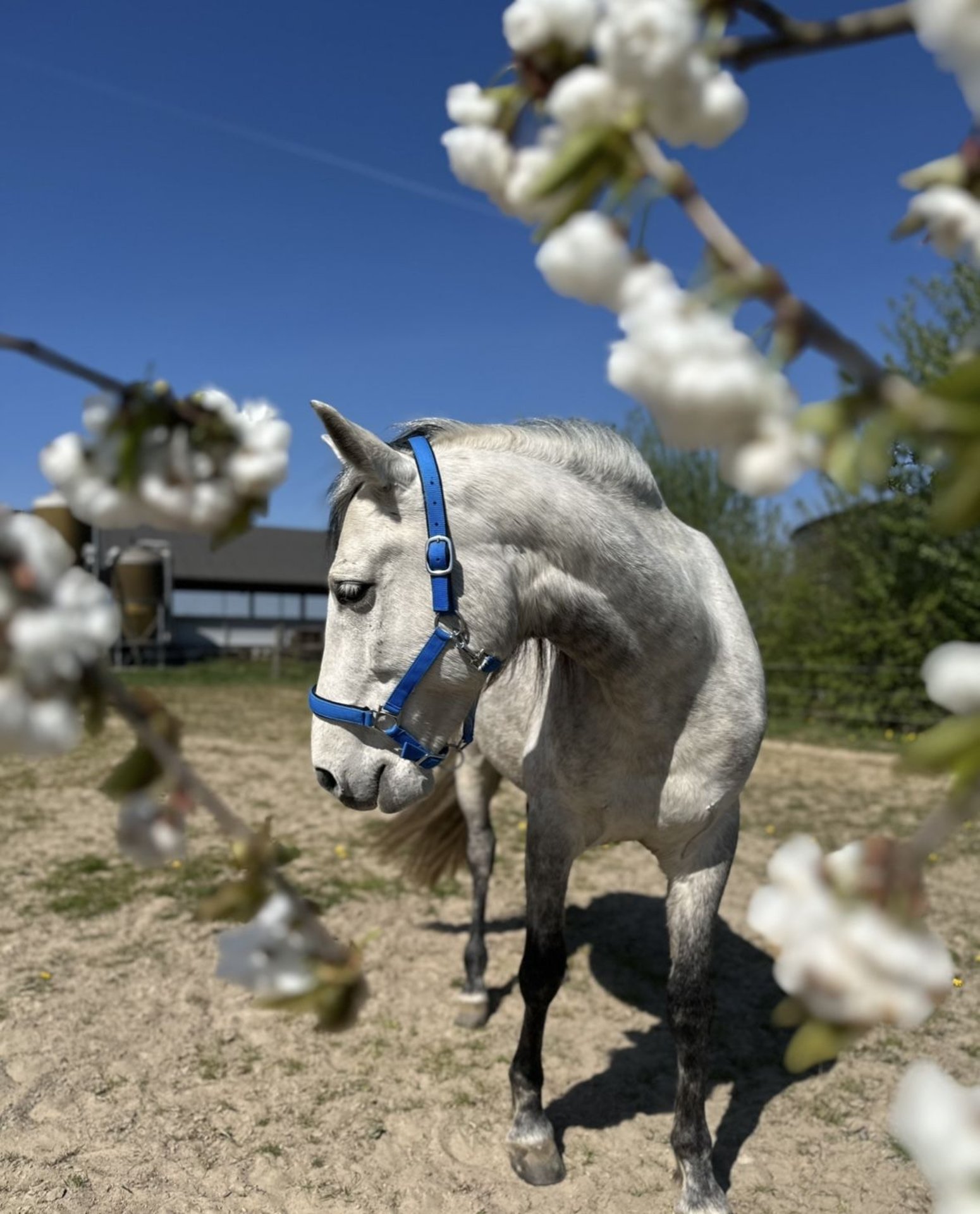 Cruzado Wallach 9 Jahre 155 cm Schimmel in Mönchengladbach
