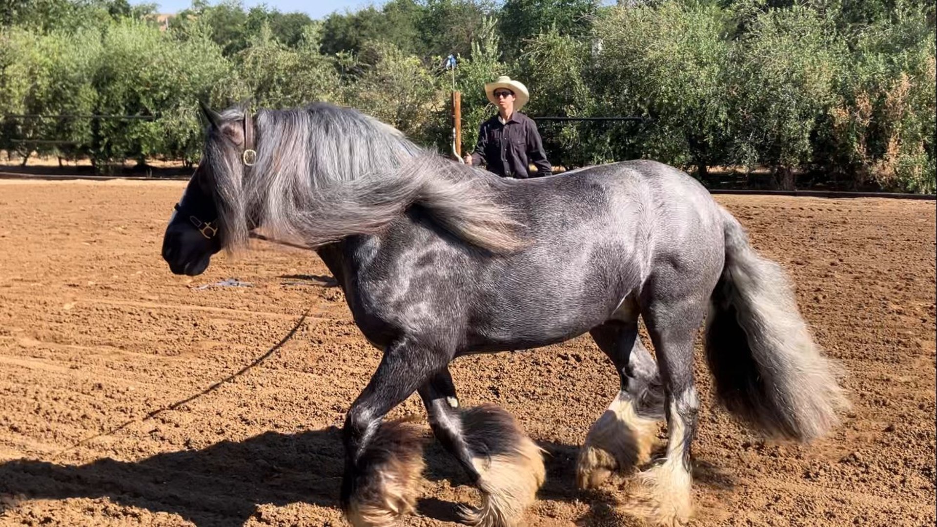 Gypsy Horse Gelding 16 years 14 hh Roan-Blue in Penryn