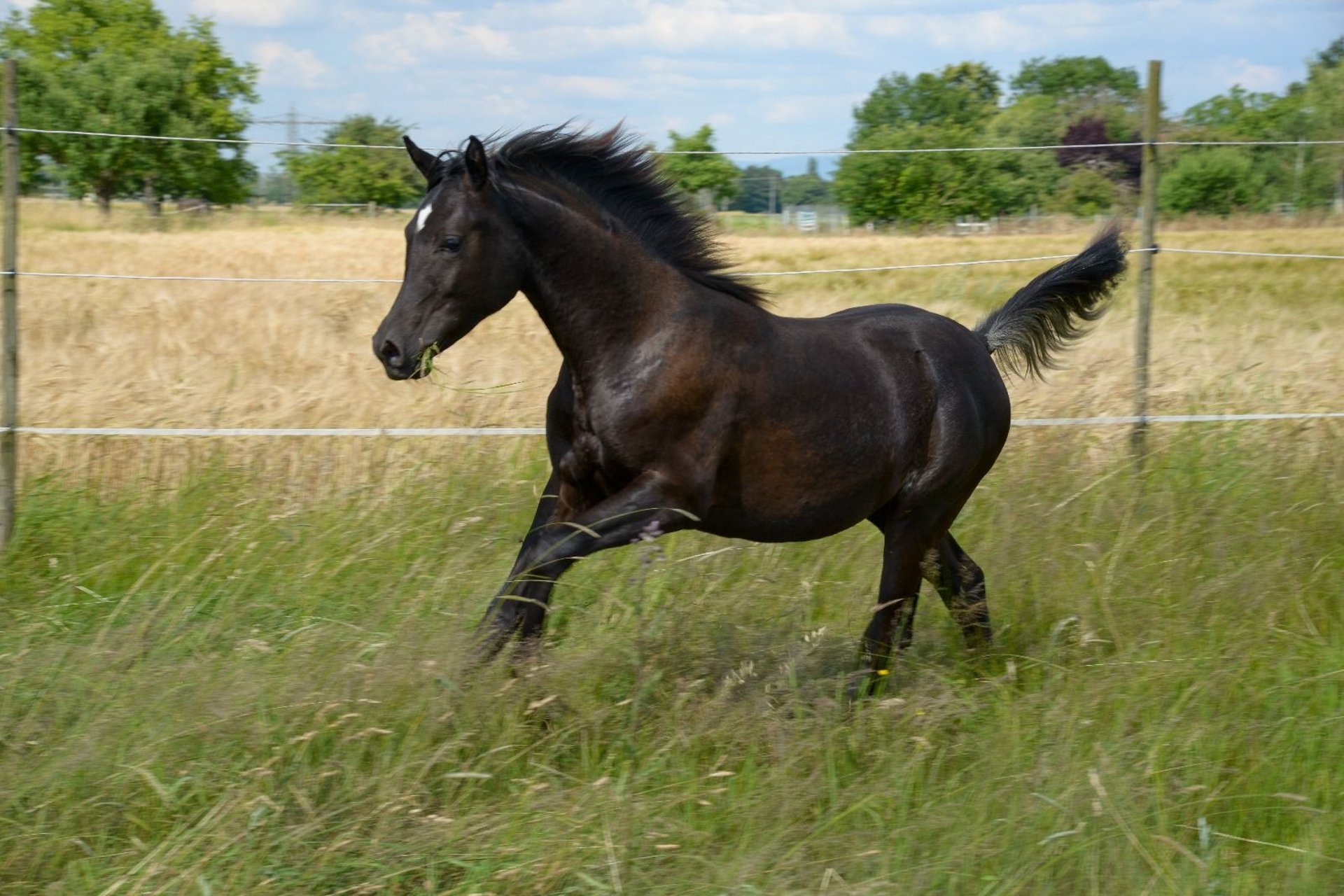 Arabian horses Mare 2 years 15,1 hh Black in Neuried