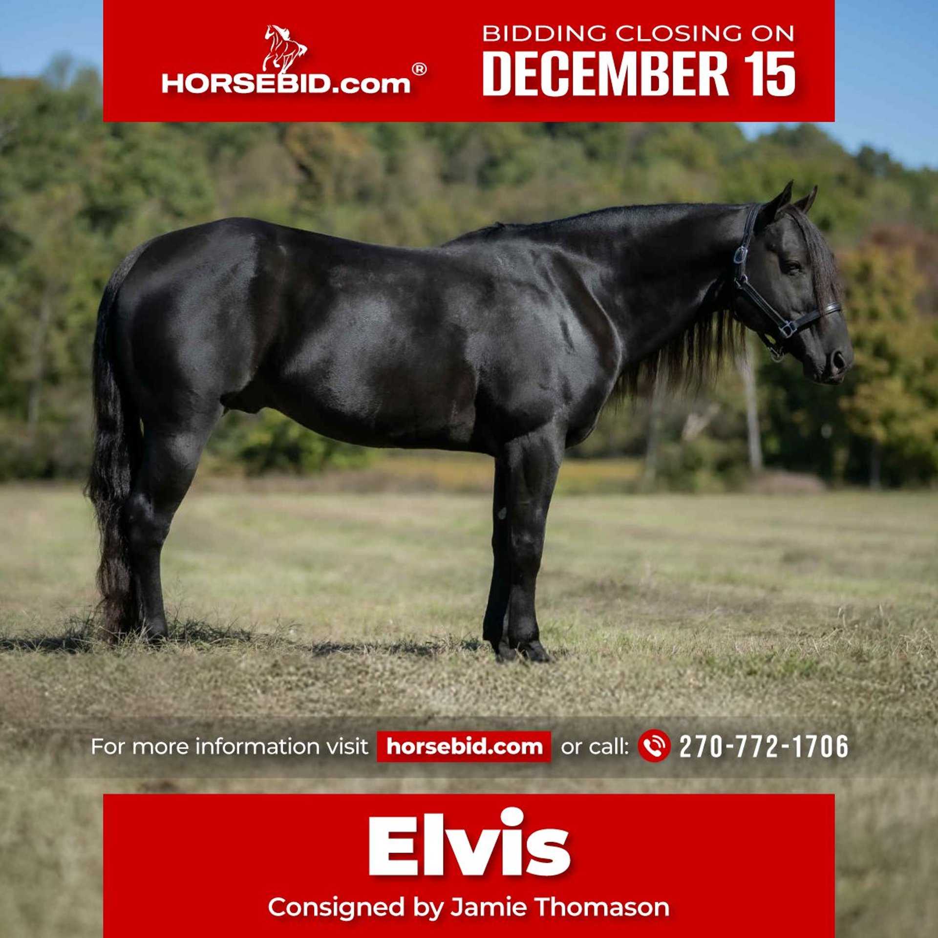 American Quarter Horse Stallion 9 years 14,2 hh Black in Auburn