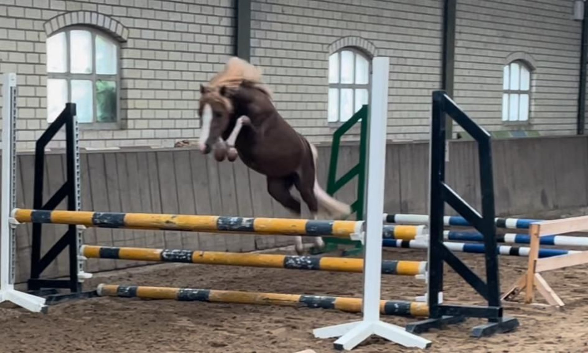 Welsh C (of Cob Type) Stallion 3 years 11 hh Chestnut-Red in GROTE-BROGEL