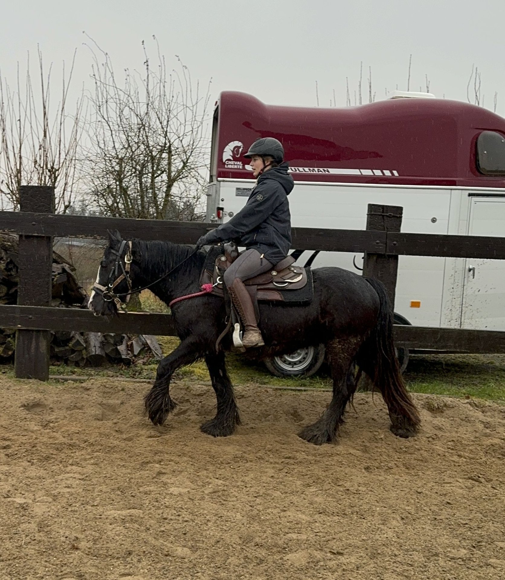 Gypsy Horse Mare 8 years 13,1 hh Black in Daleiden