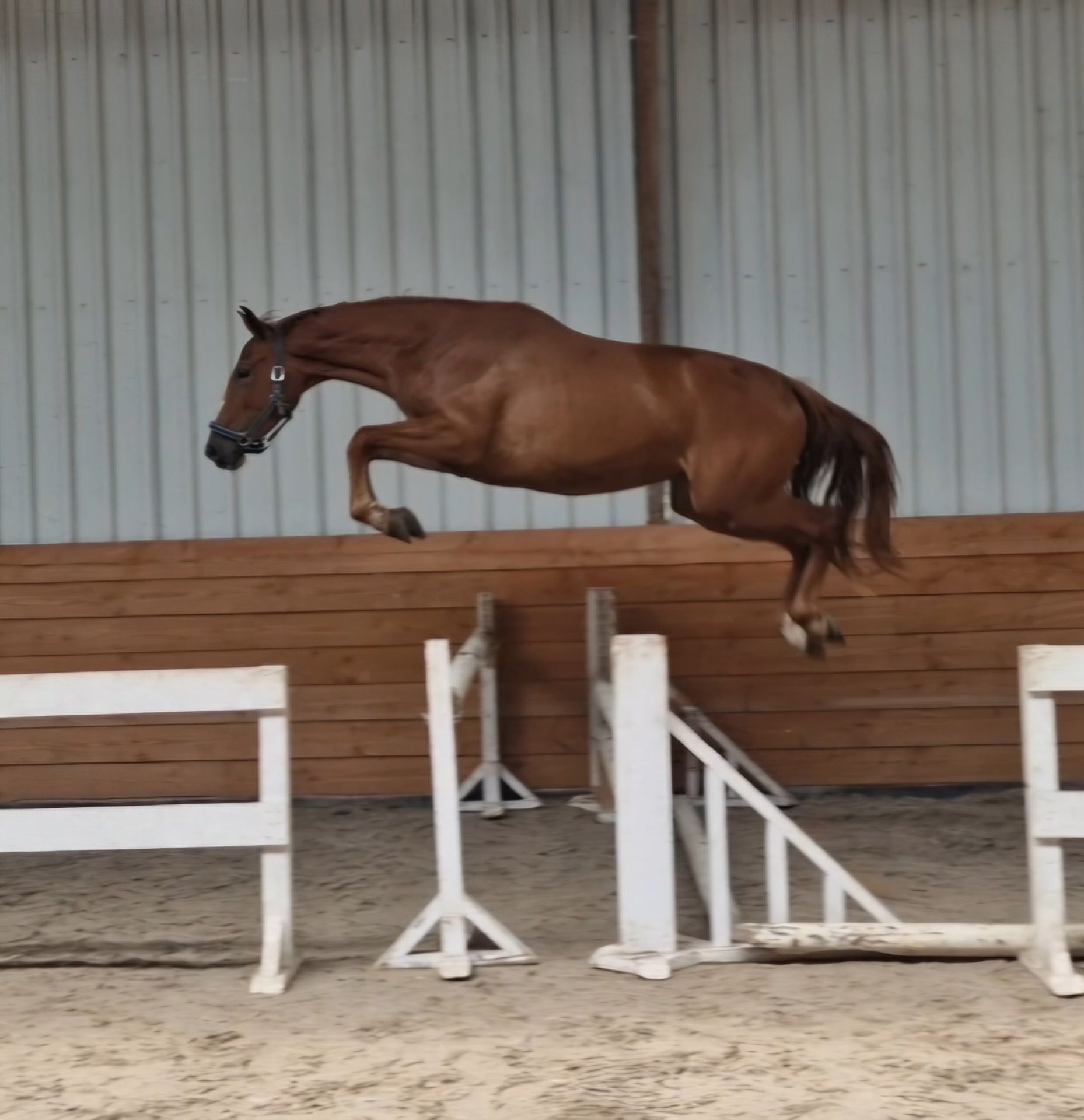 Zangersheider Mare 3 years Chestnut-Red in Den Ham