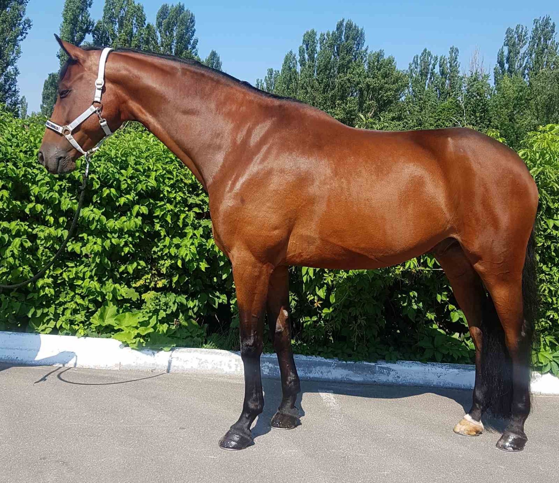 Ukrainian Riding Horse Gelding 8 years 17,1 hh Brown in Kaiserslautern