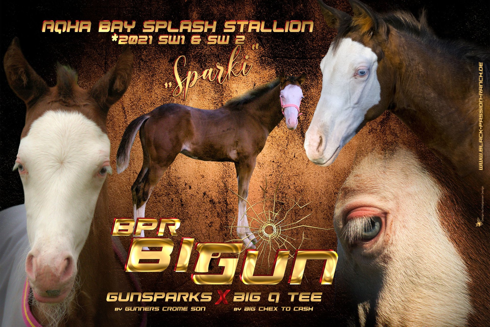American Quarter Horse Stallion 4 years 14,2 hh Overo-all-colors in ...