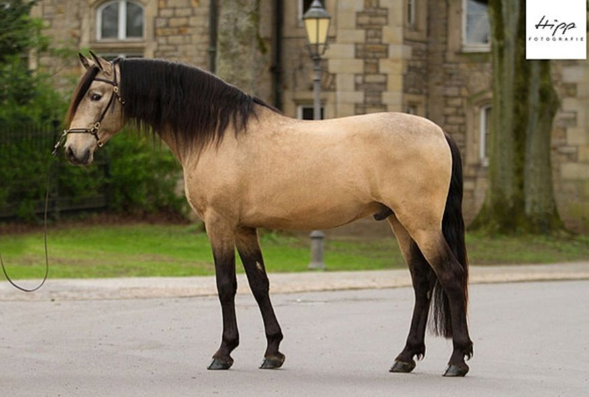 PRE Mix Hengst 15 Jaar 157 cm Falbe in Bückeburg