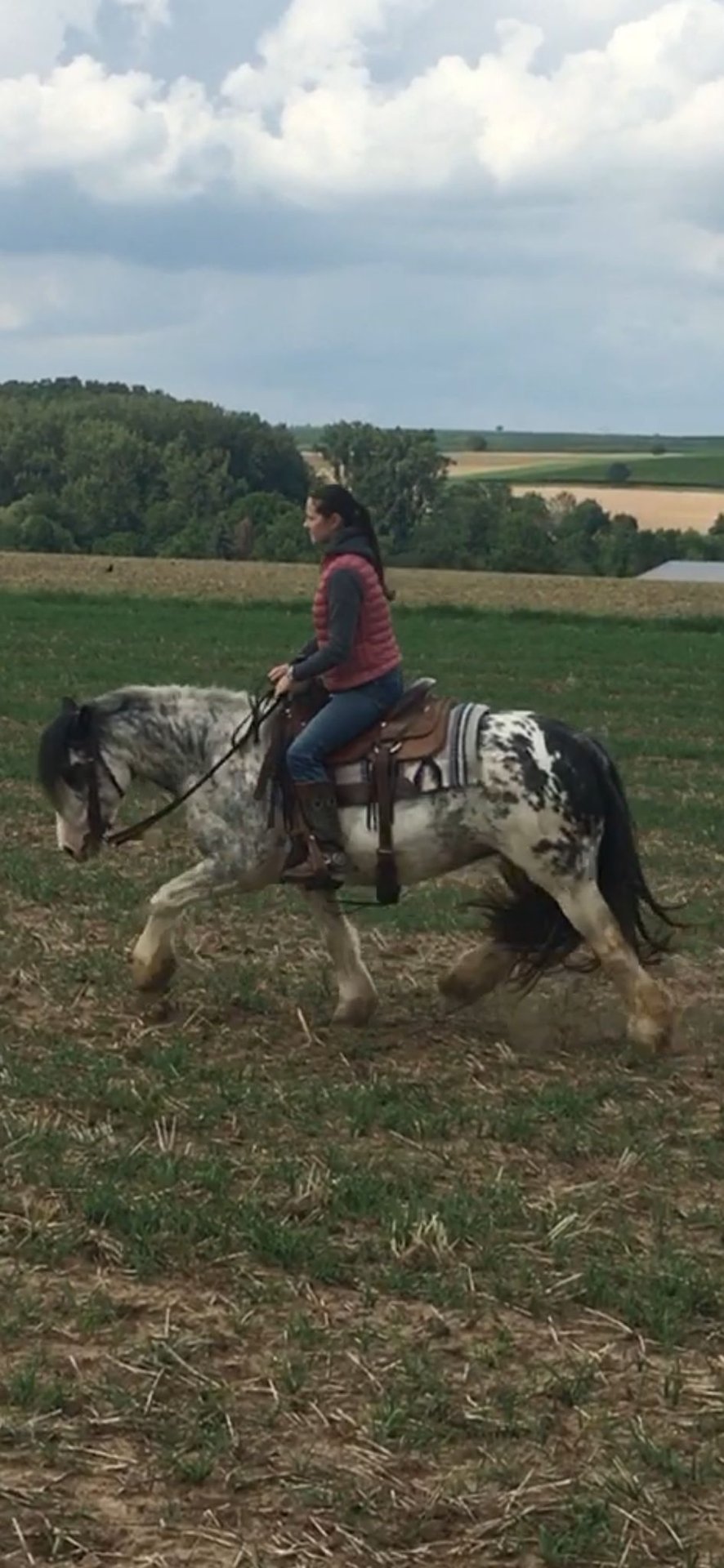 Tinker Stute 9 Jahre 145 cm Roan-Red in Krickenbach