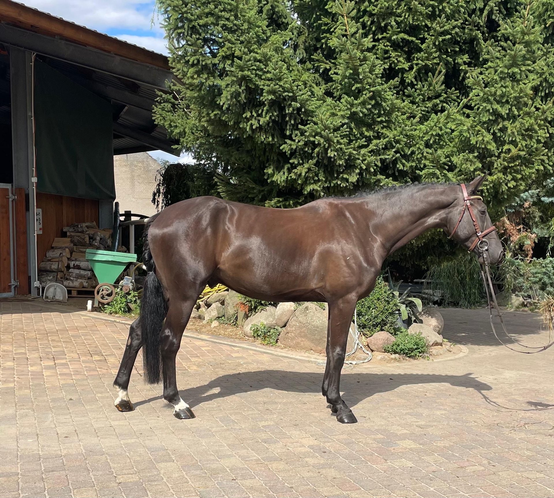 Hanoverian Gelding 4 years 16,1 hh Black in Bad Kreuznach