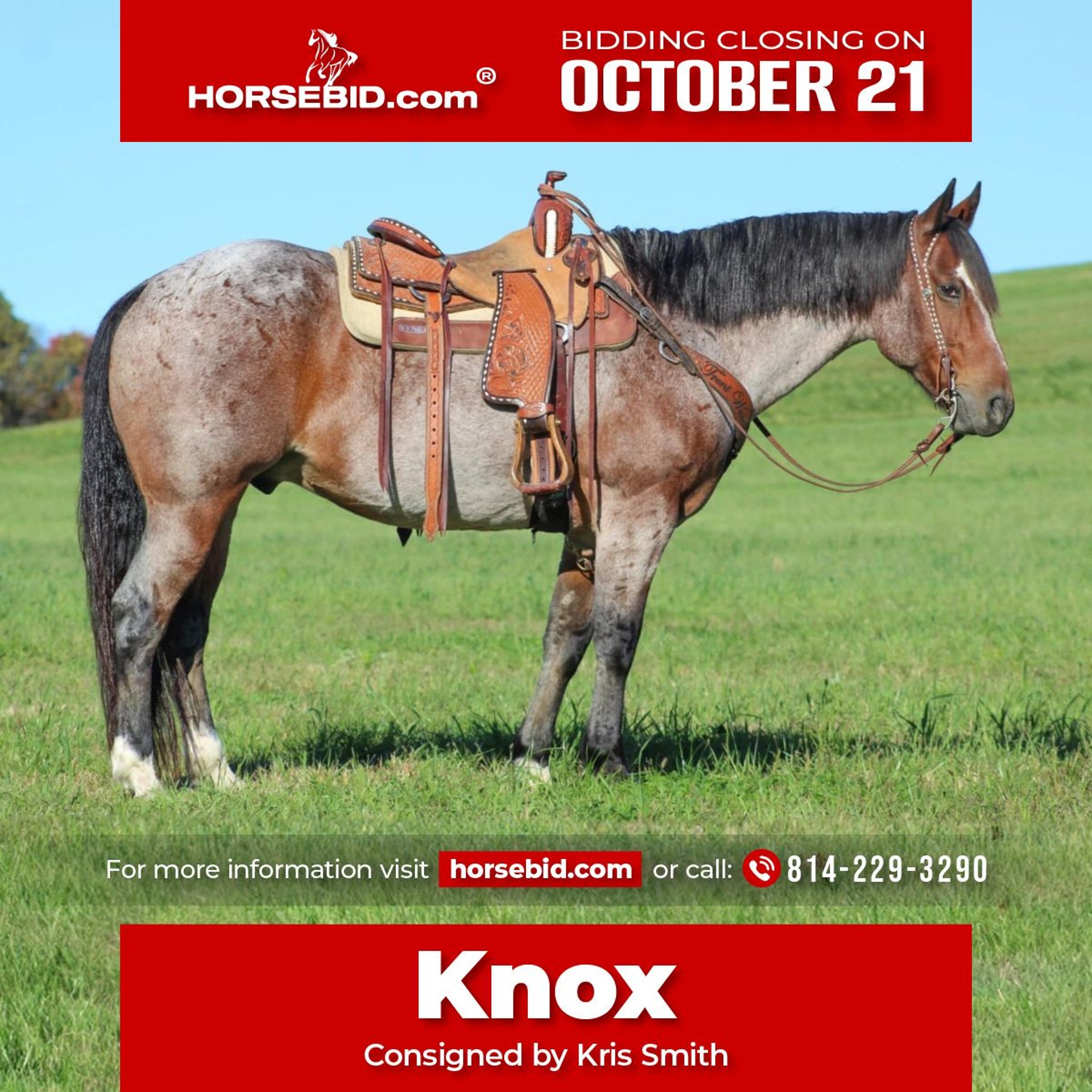 American Quarter Horse Gelding 12 years 15,1 hh Roan-Bay in Clarion, PA