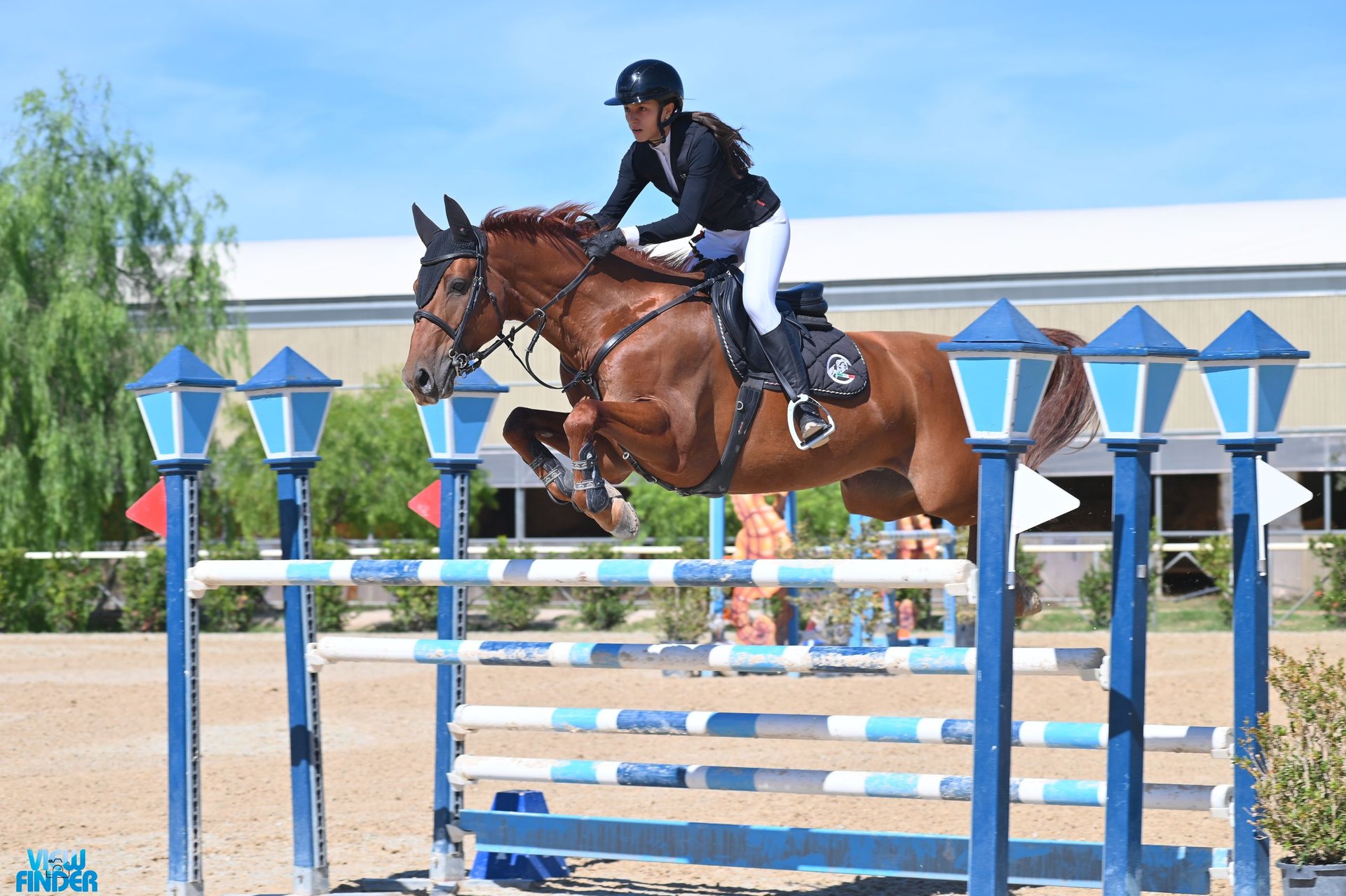 Sella Italiano Gelding 11 years 16 hh Chestnut in Rome