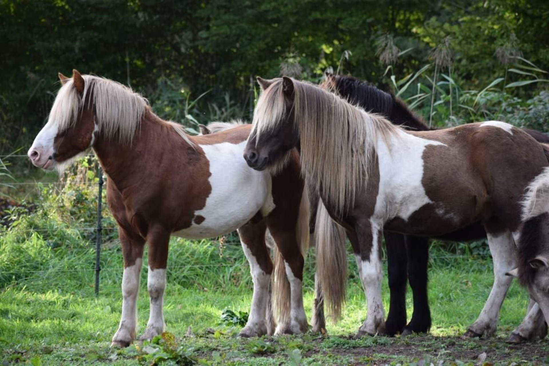 Icelandic Horse Stallion Pinto in Blunk