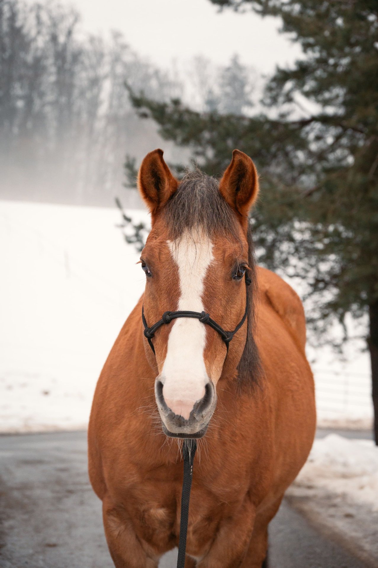 American Paint Horse Wallach 10 Jahre 154 cm Red Dun in Thurmansbang