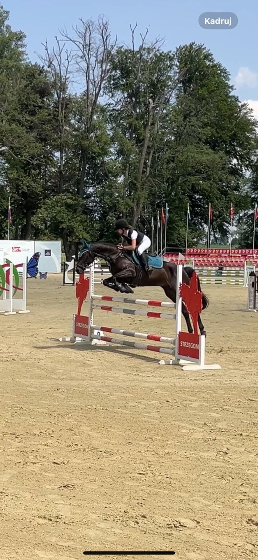 German Sport Horse Gelding 10 years 16 hh Bay-Dark in Gromadka