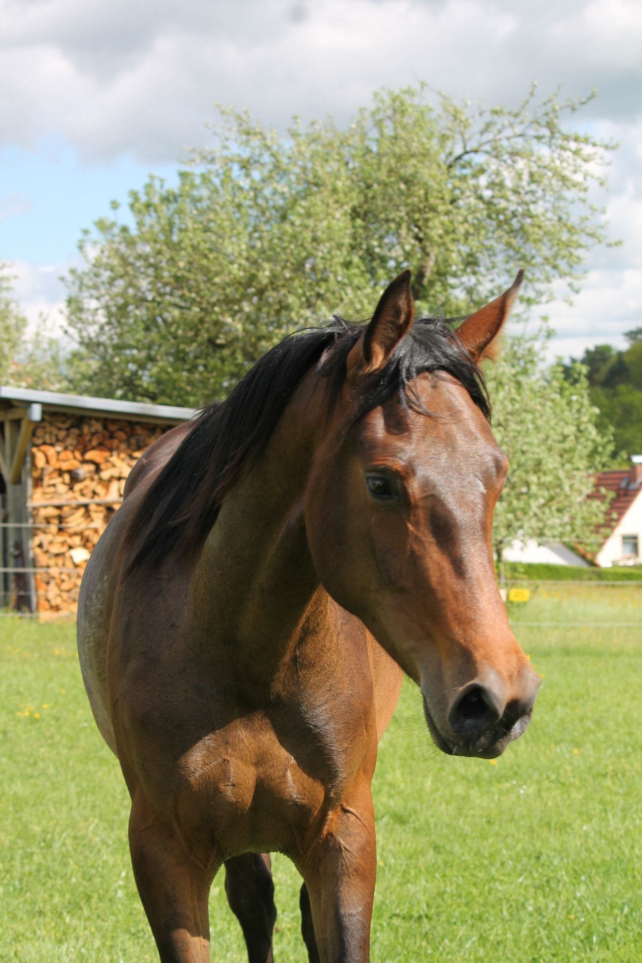 Oldenburger Springpferd Stute 2 Jahre 172 cm Dunkelbrauner in Trockenborn