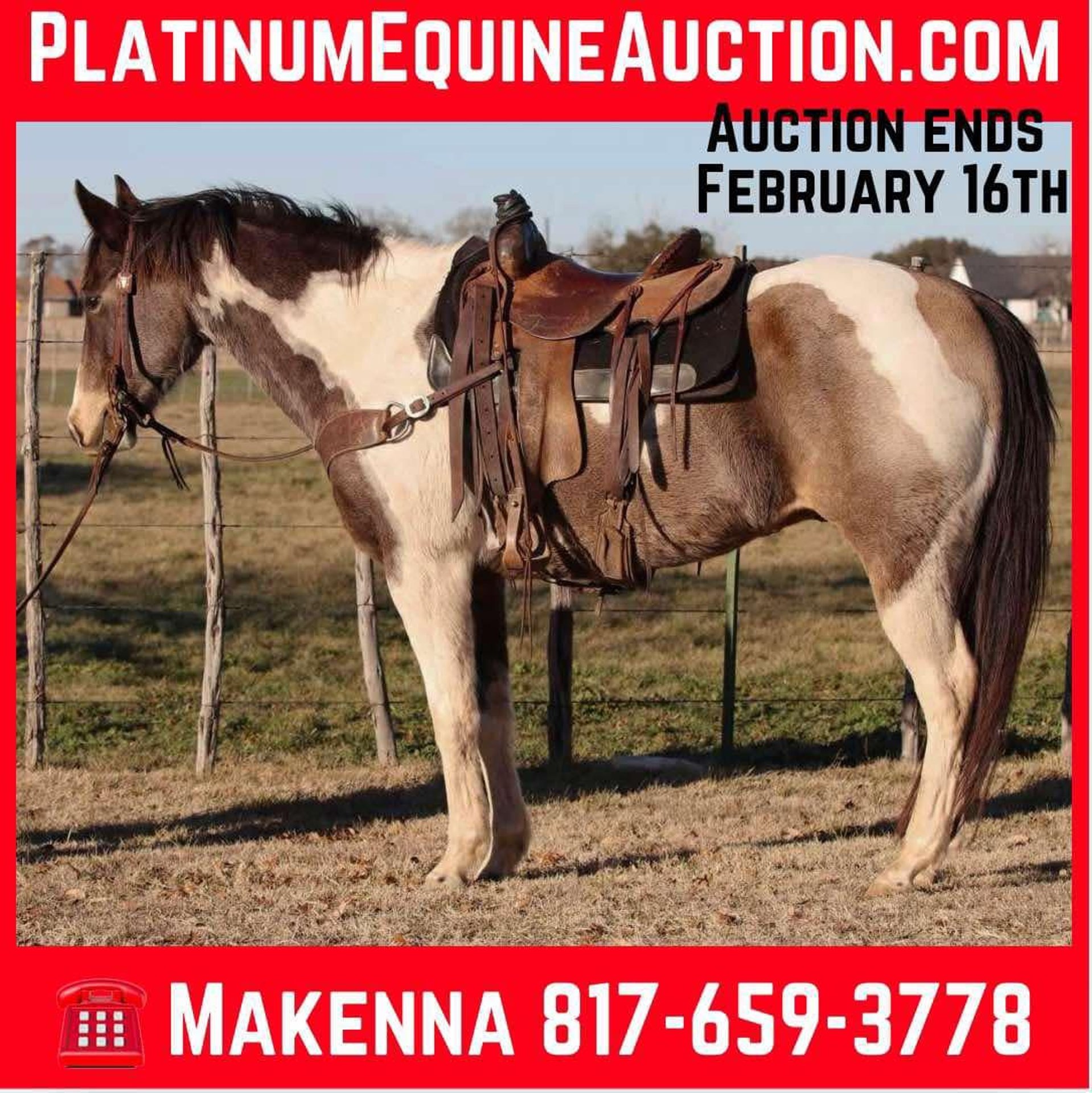 American Quarter Horse Gelding 9 years 15,1 hh Tobiano-all-colors in ...