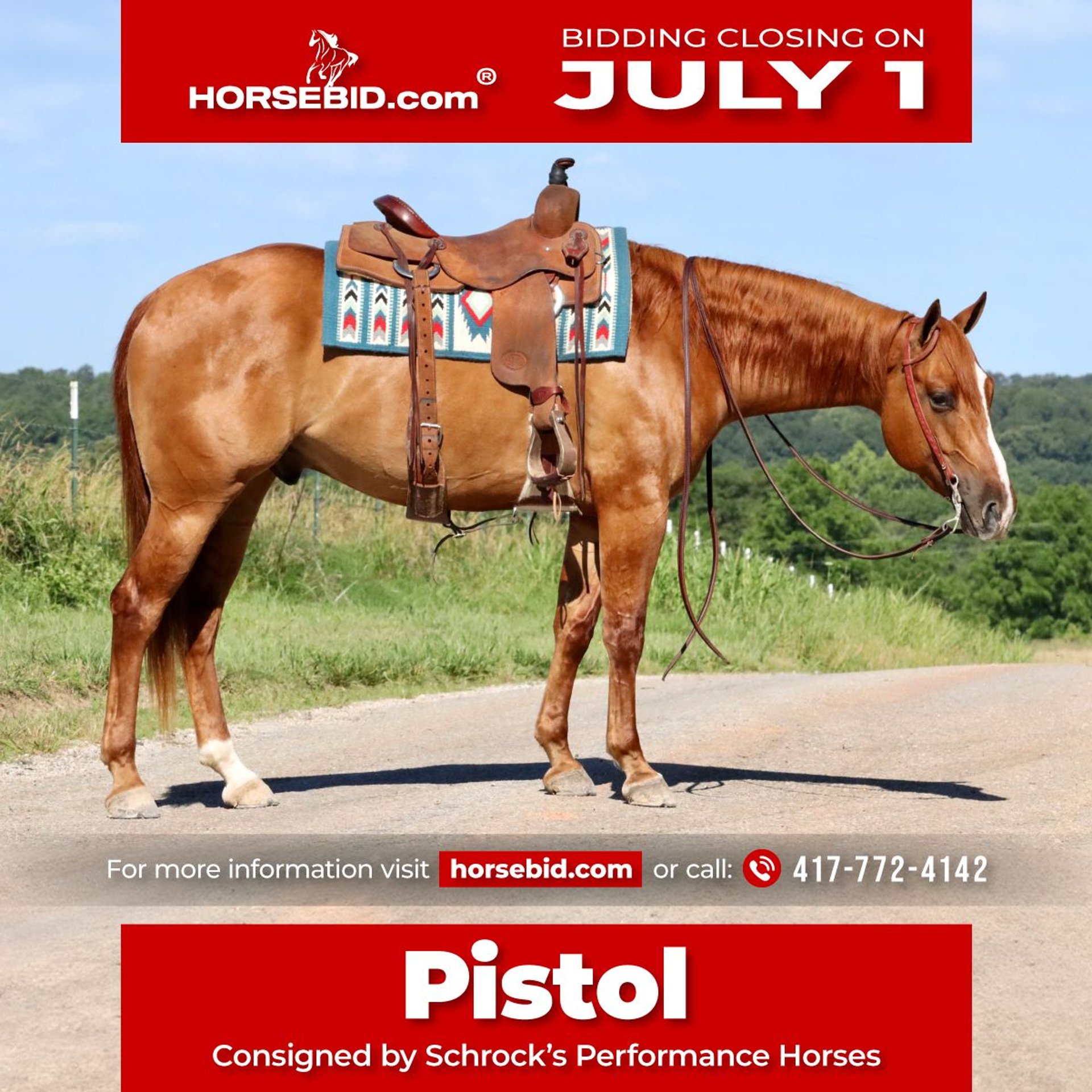 American Quarter Horse Gelding 4 years 15 hh Dun in Purdy, MO
