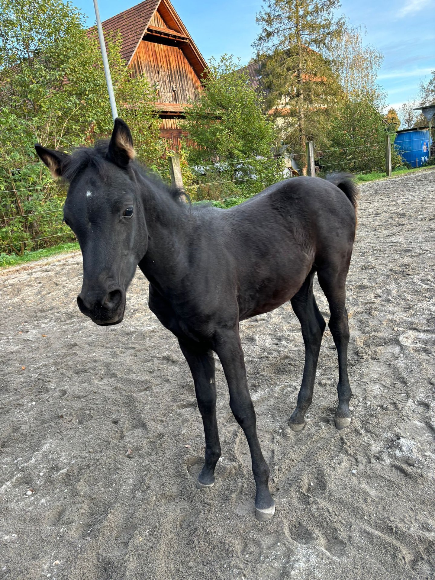Arabian horses Mare 1 year Black in Haslach