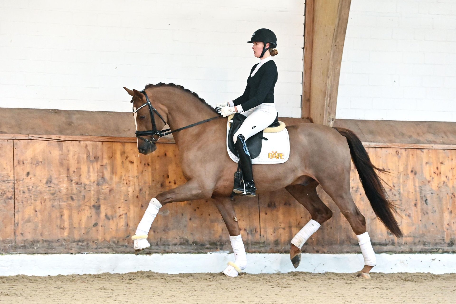 Oldenburg Stallion Chestnut-Red in Celle