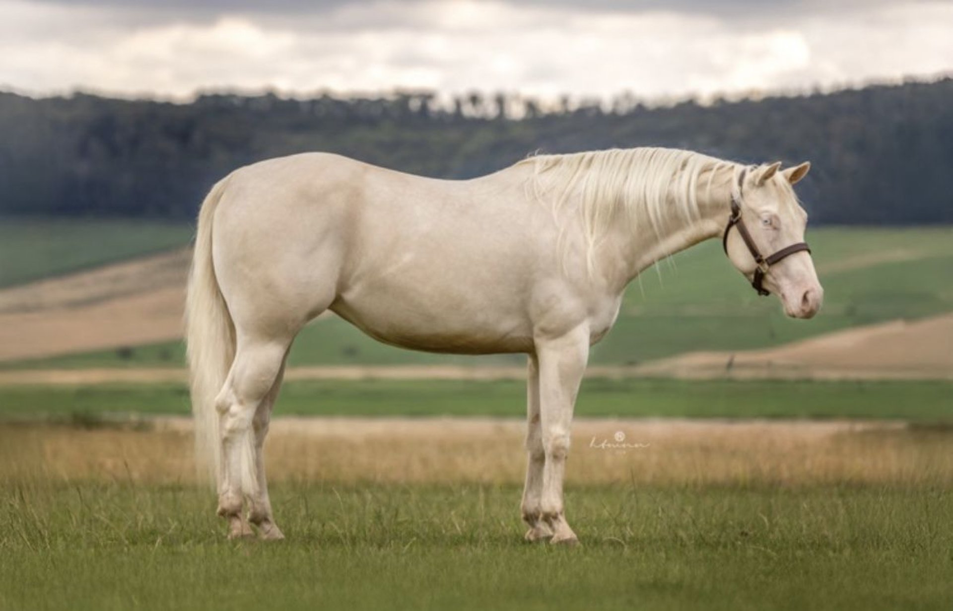 American Quarter Horse Mare 5 years 14,2 hh Cremello in Alfeld (Leine)