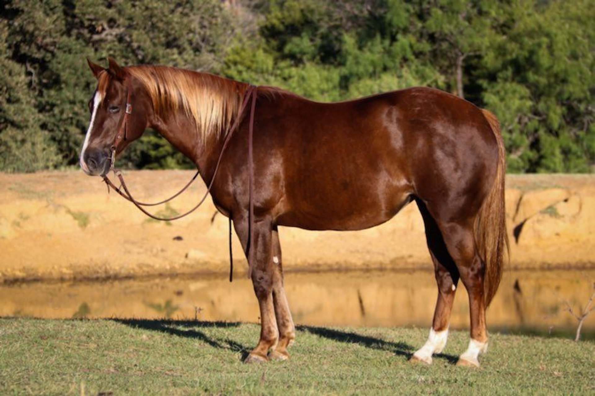 American Quarter Horse Gelding 12 years 14,2 hh Sorrel in Cleburne TX