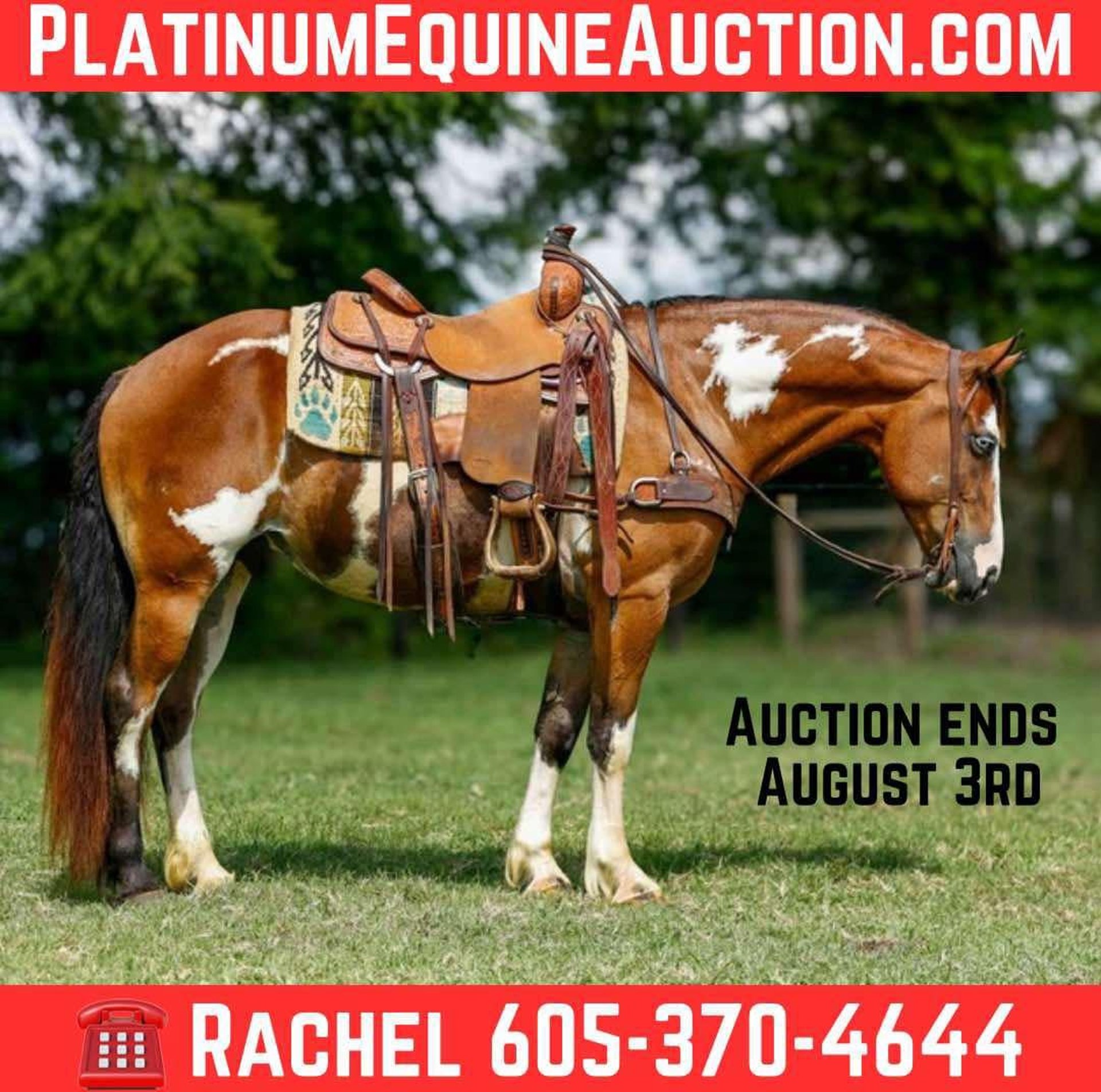 Gypsy Horse Gelding 11 years Overo-all-colors in Rusk TX