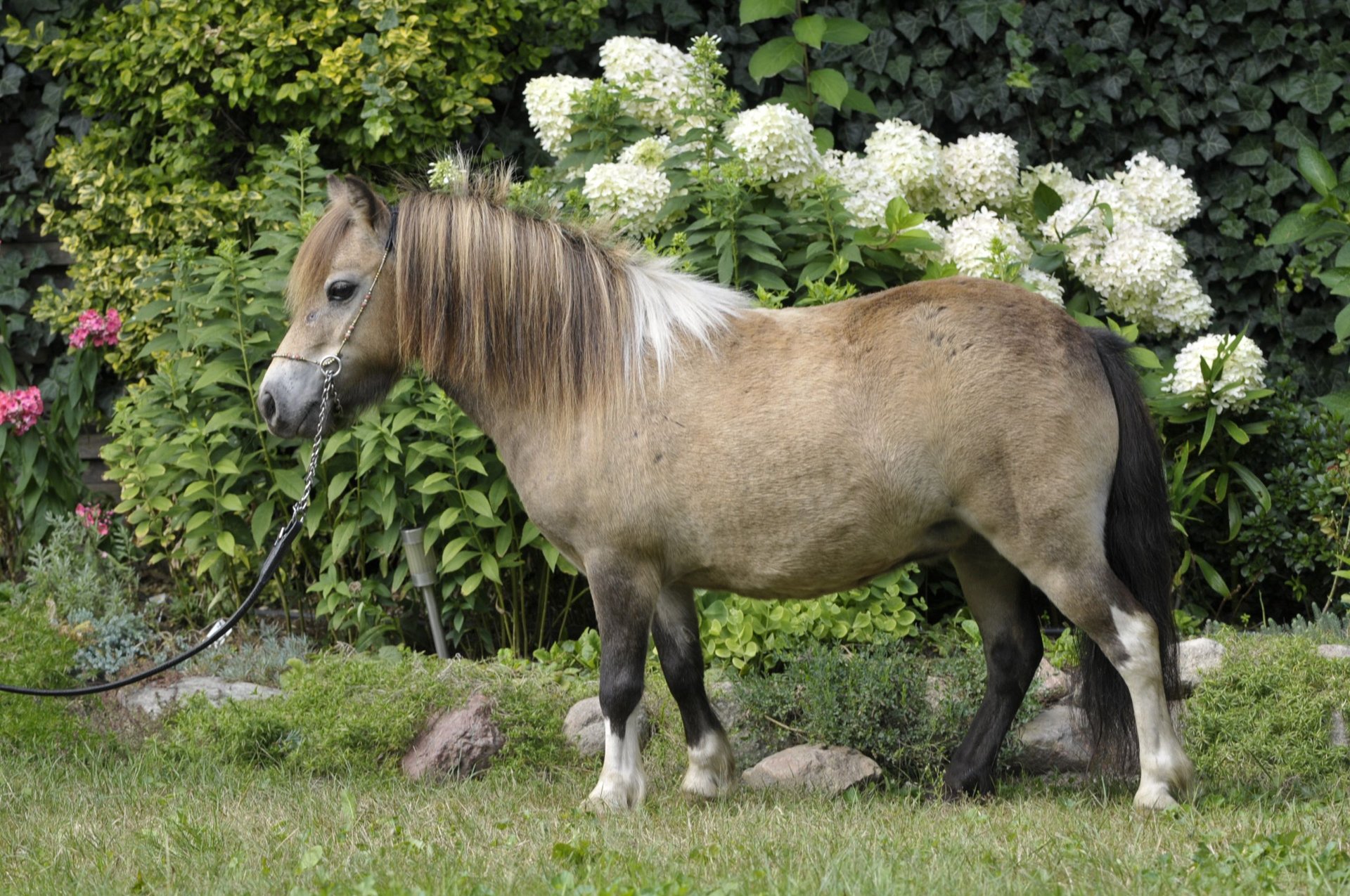 Shetland Ponies Mare 7 years 7,3 hh Buckskin in Lodz
