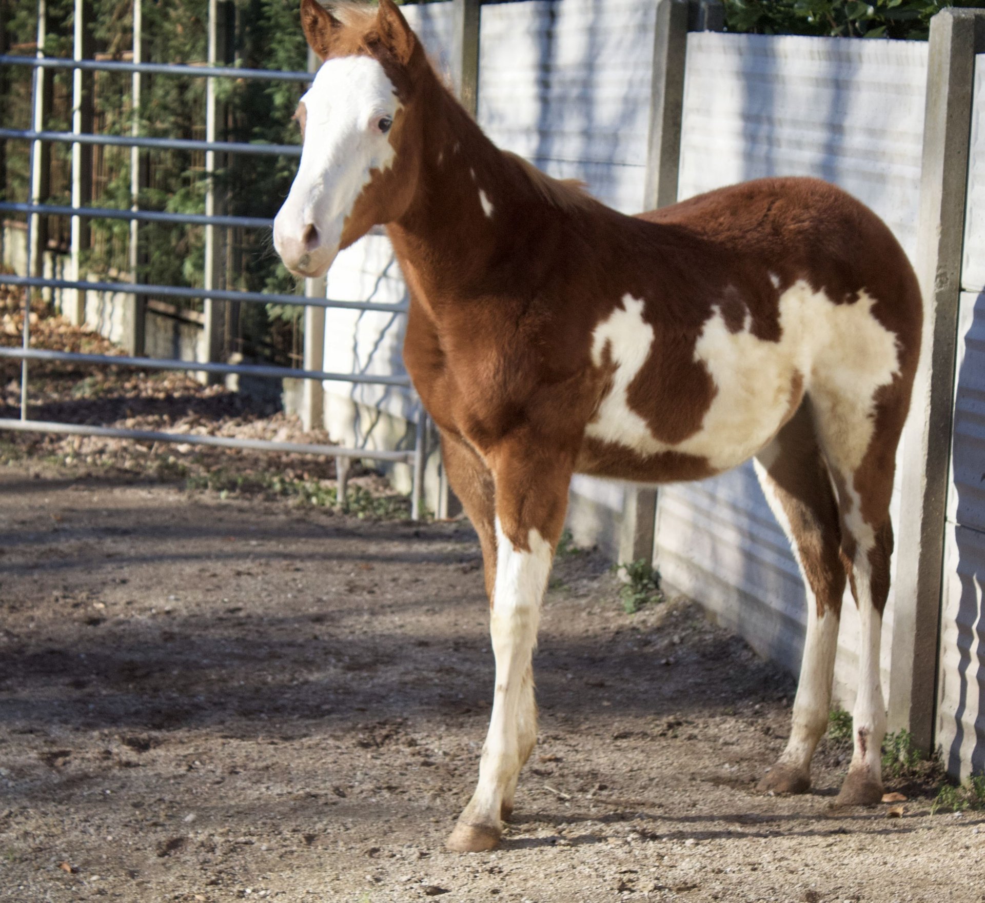 Paint Horse Stallion 1 year Overo-all-colors in Cantu' Asnago