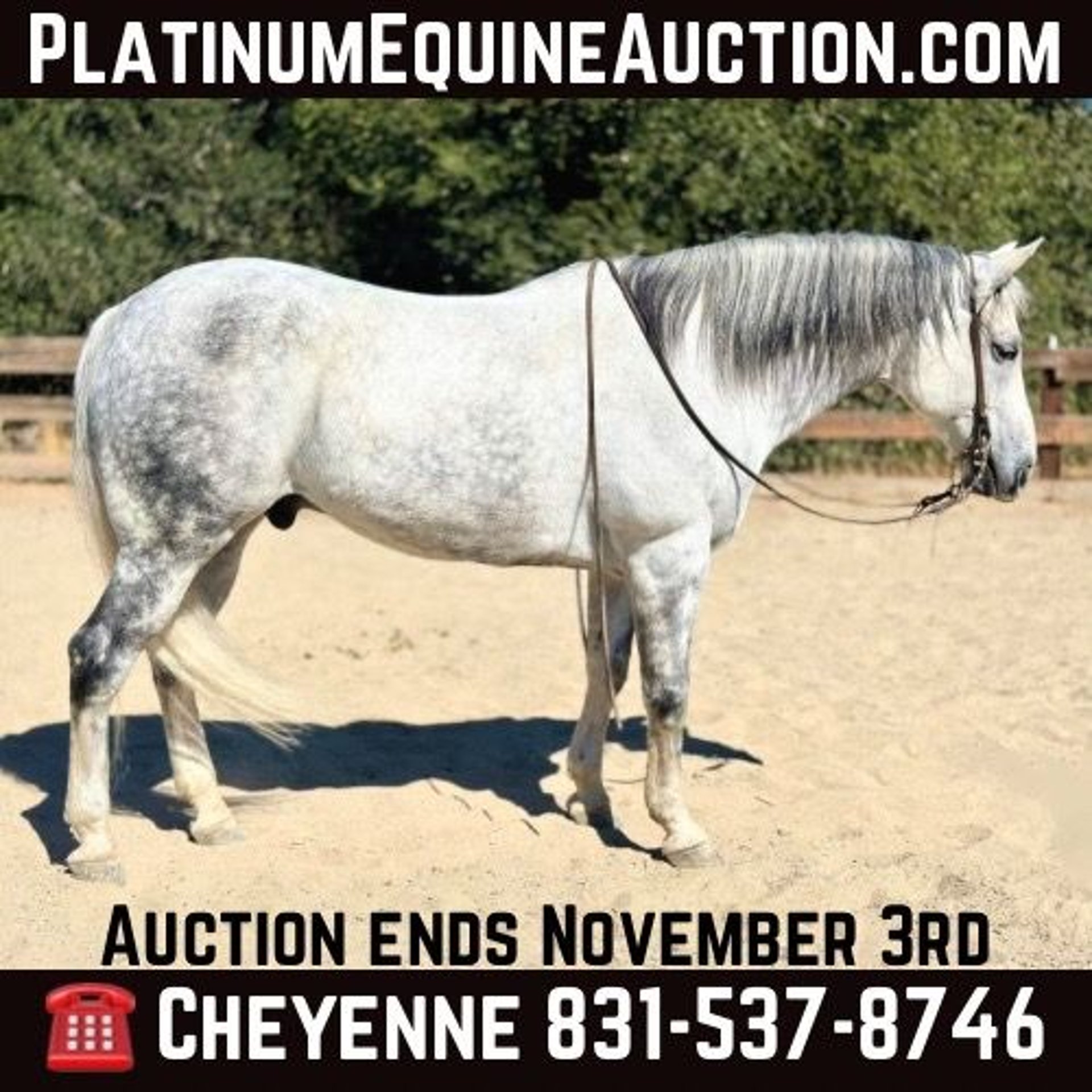 American Quarter Horse Wallach 10 Jahre 157 cm Schimmel in Bitterwater CA