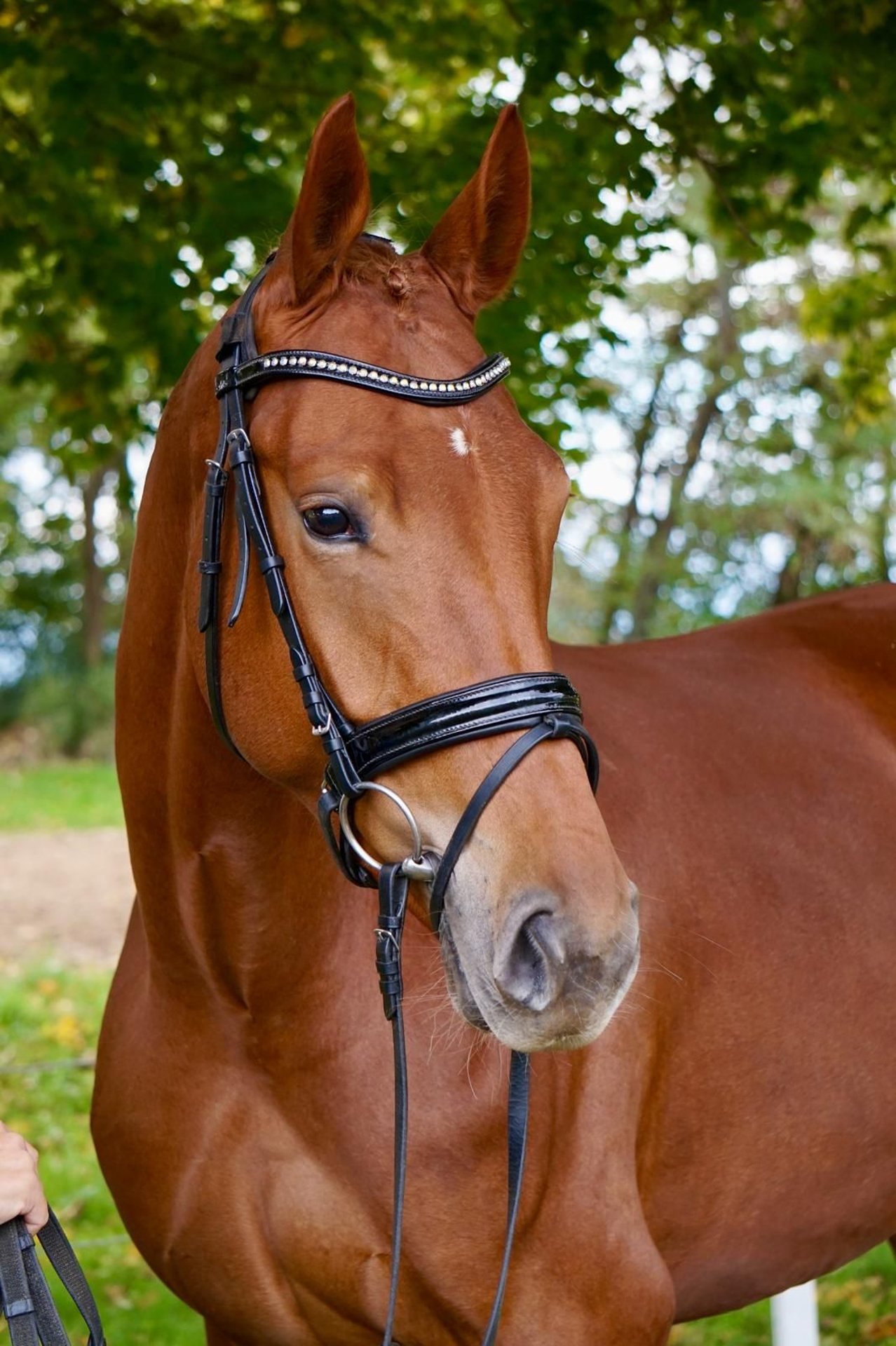 Caballo alemán Yegua 5 años 172 cm Alazán in Wanzleben-Börde