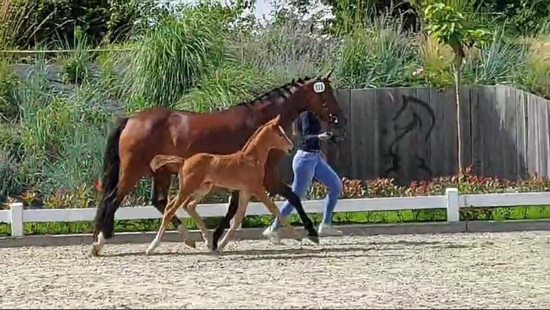 Oldenburg Mare Foal (06/2024) 17 hh Chestnut in Laag-Keppel