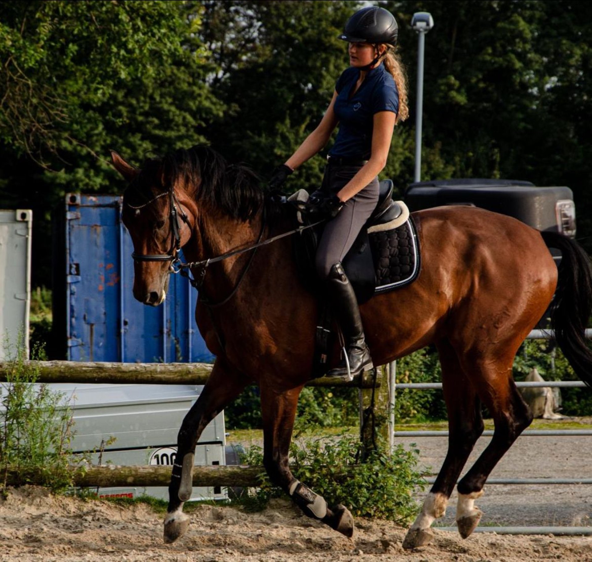 Reiterin sucht Pferd