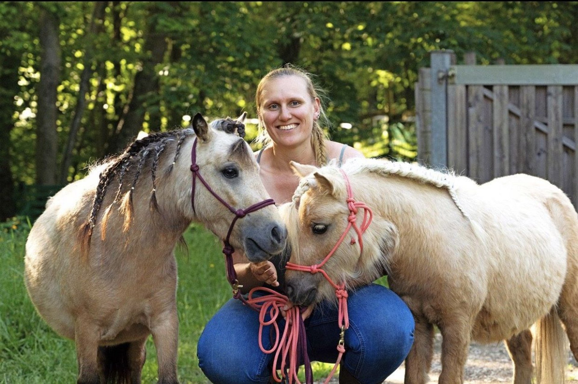 Mini poney Shetland Jument 5 Ans 82 cm Palomino in Metzingen