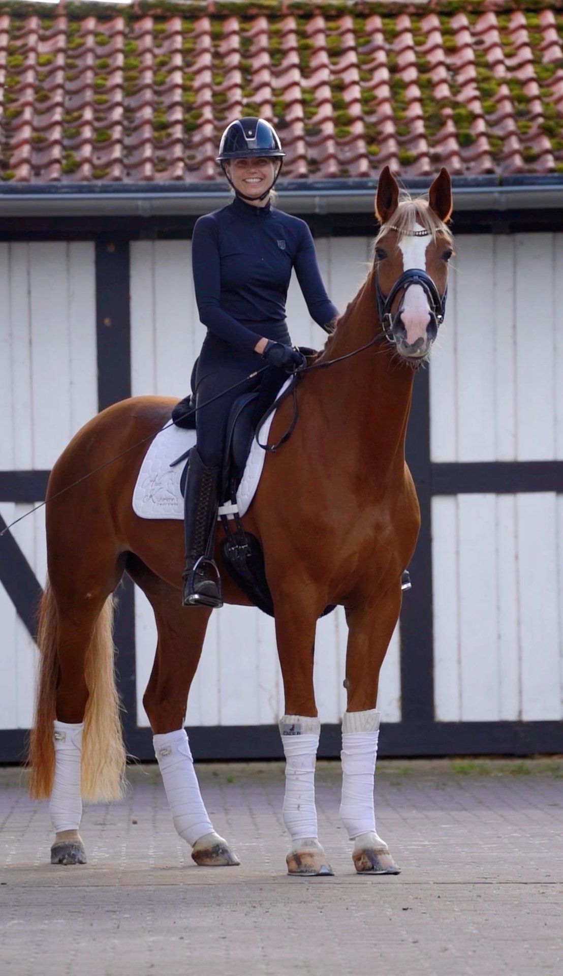 Hanoverian Gelding 7 years in Ostbevern