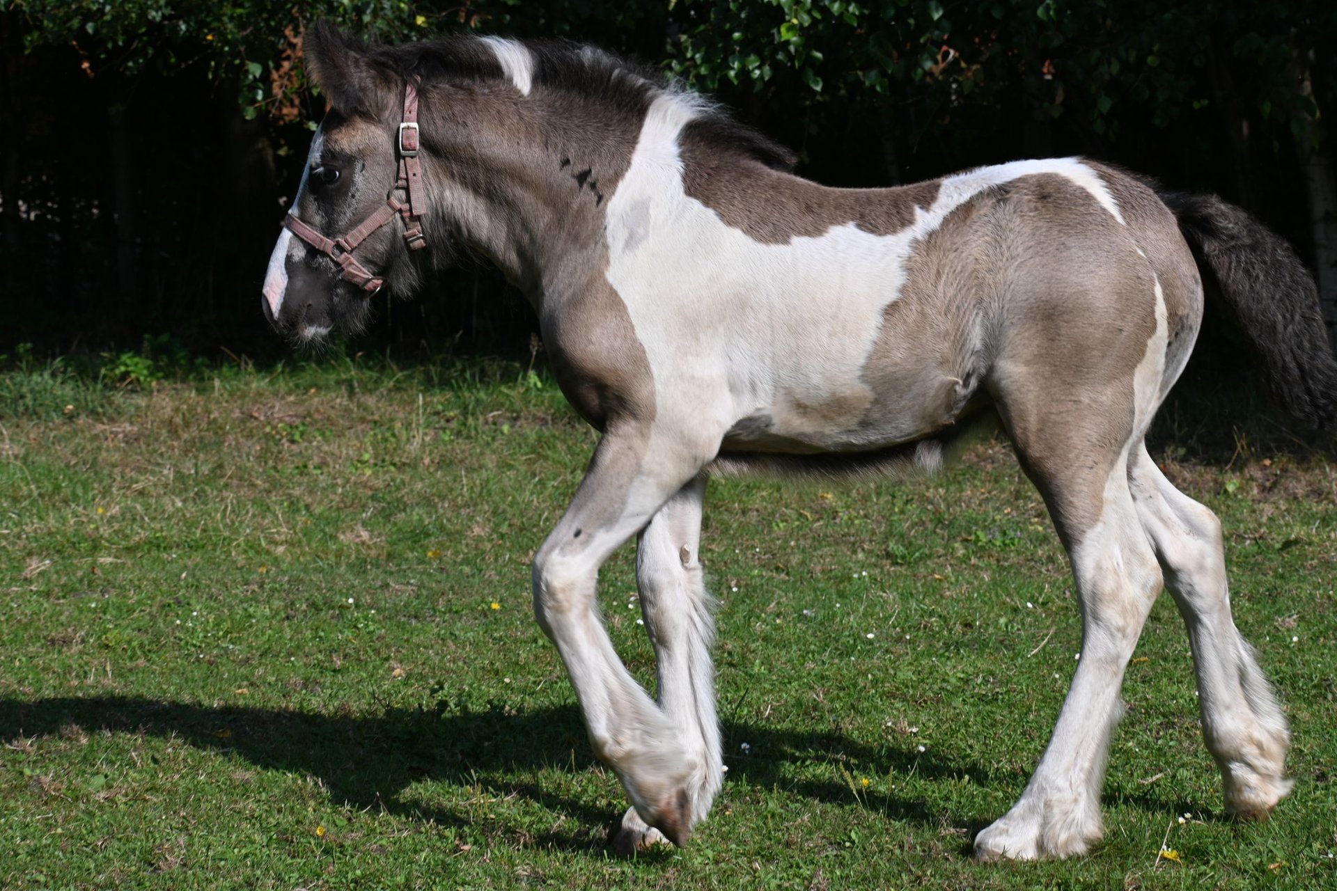 Gypsy Horse Mare Foal (06/2025) 14,1 hh Tobiano-all-colors in Barger ...