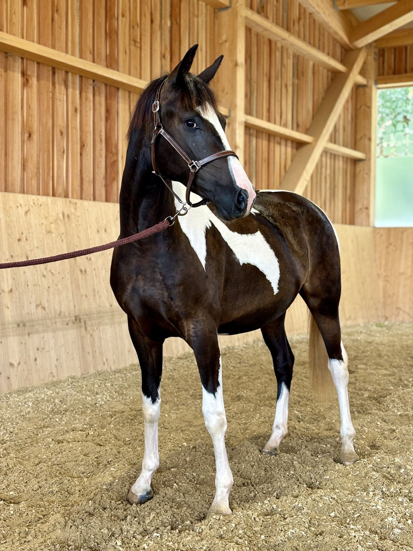 Pintos Mare 2 years 16 hh Pinto in Mold