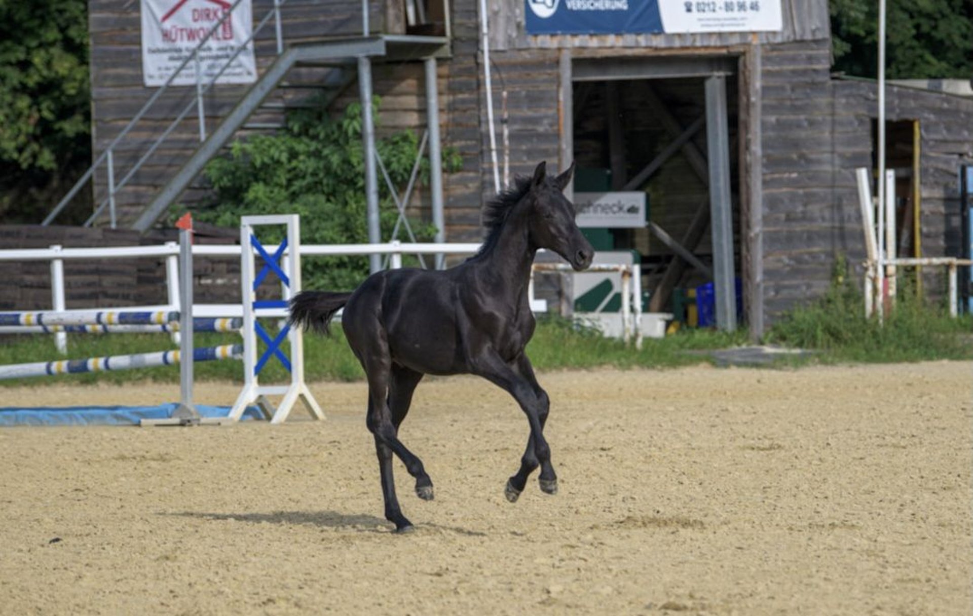 Oldenburgare Hingst Föl (03/2024) 173 cm Svart in Siegen