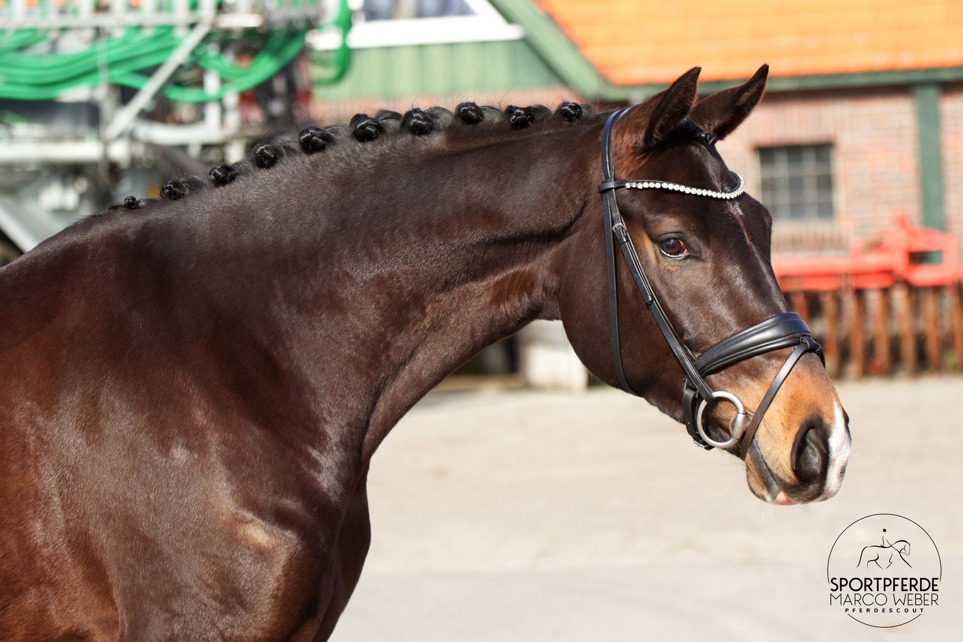 Oldenburg Stallion 5 years 16,2 hh Bay-Dark in Westerstede