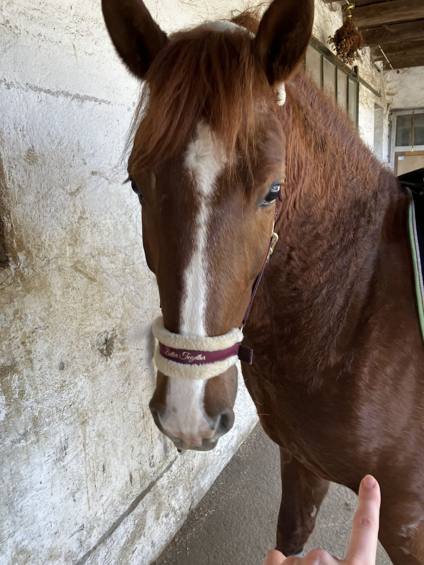 Other Breeds Mix Mare 8 years 14,2 hh Chestnut-Red in Elixhausen