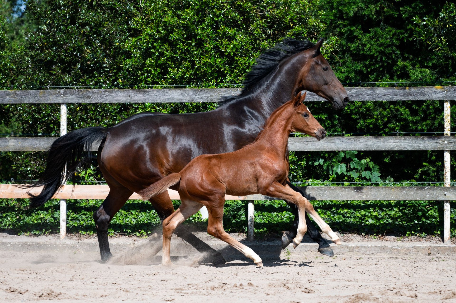 Hanoverian Stallion 1 year Chestnut in Nordhorn