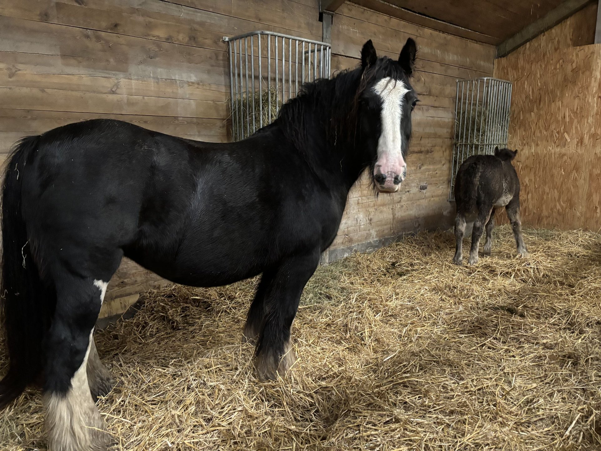 Gypsy Horse Mare 16 years 13,2 hh Black in Ostrohe