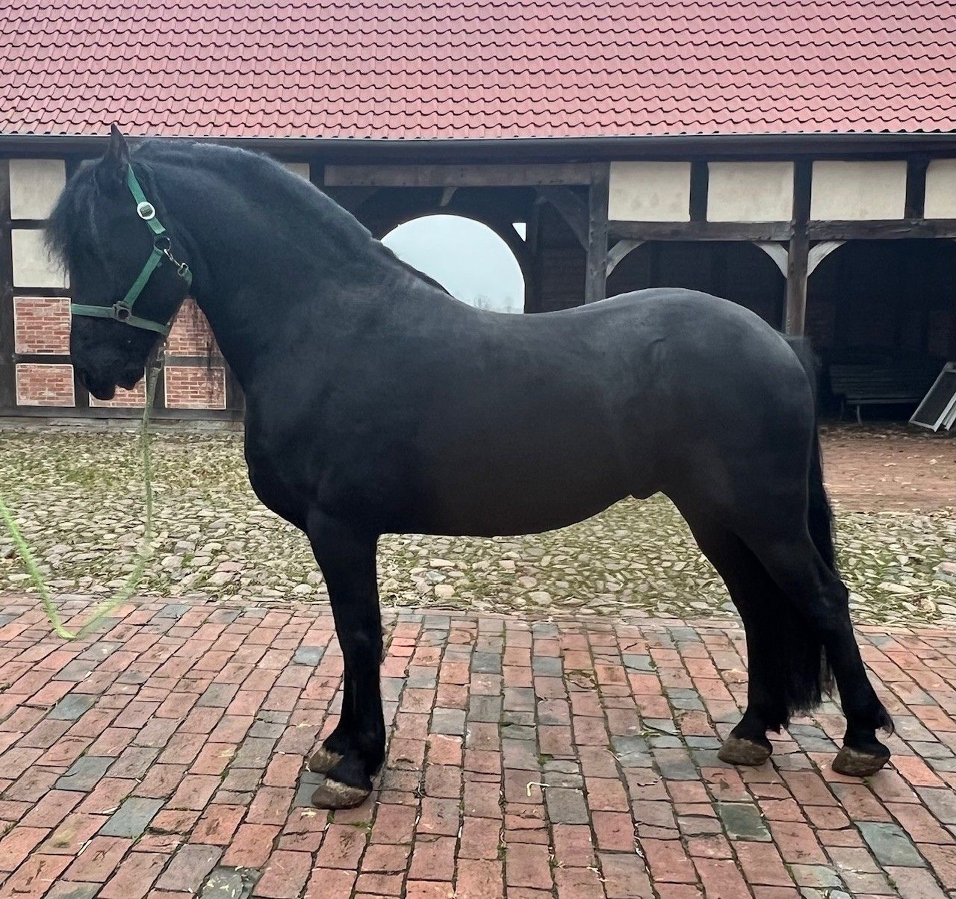 Arabo-Fries Ruin 8 Jaar Zwart in Badbergen