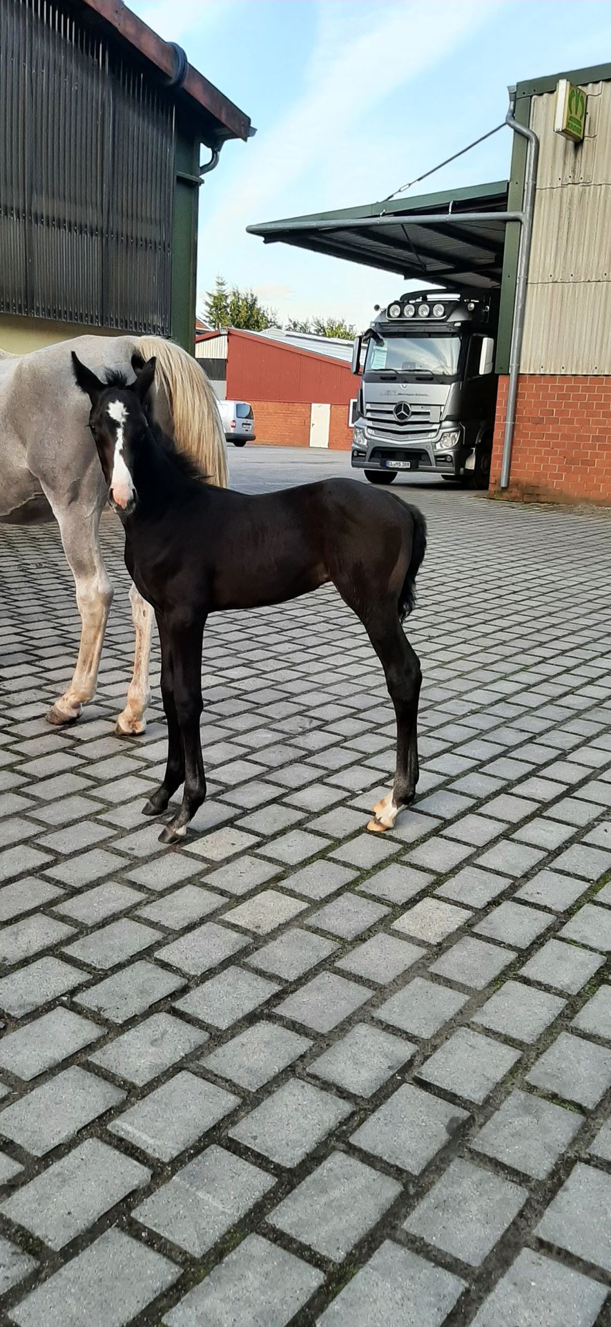 Oldenburgare Hingst Föl (07/2024) Kan vara vit in Jemgum