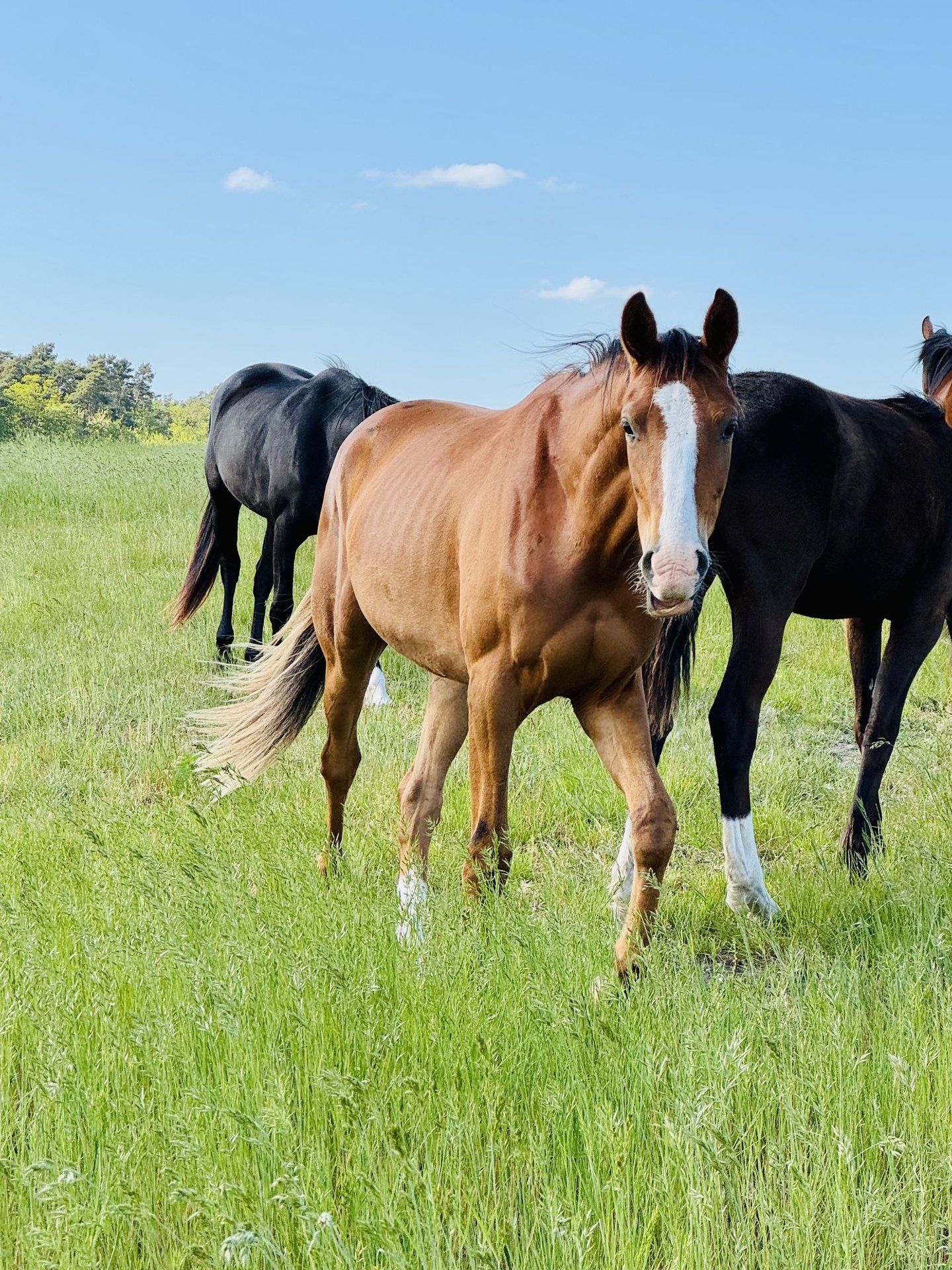 Oldenburg Mare 3 years Chestnut-Red in Kloster Lehnin