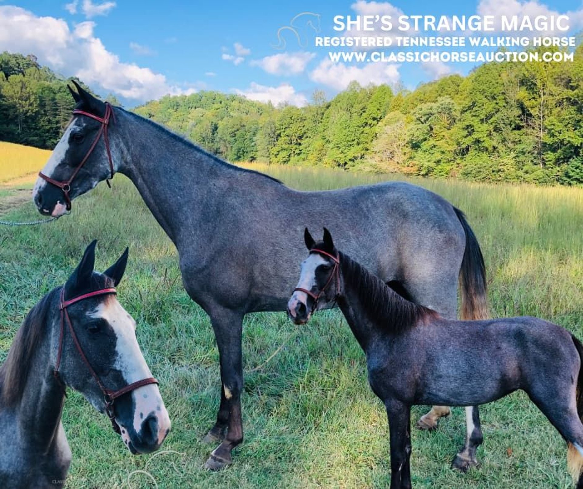 Tennessee Walking Horse Wallach 4 Jahre 142 cm Rappe in ROCKHOLDS, KY