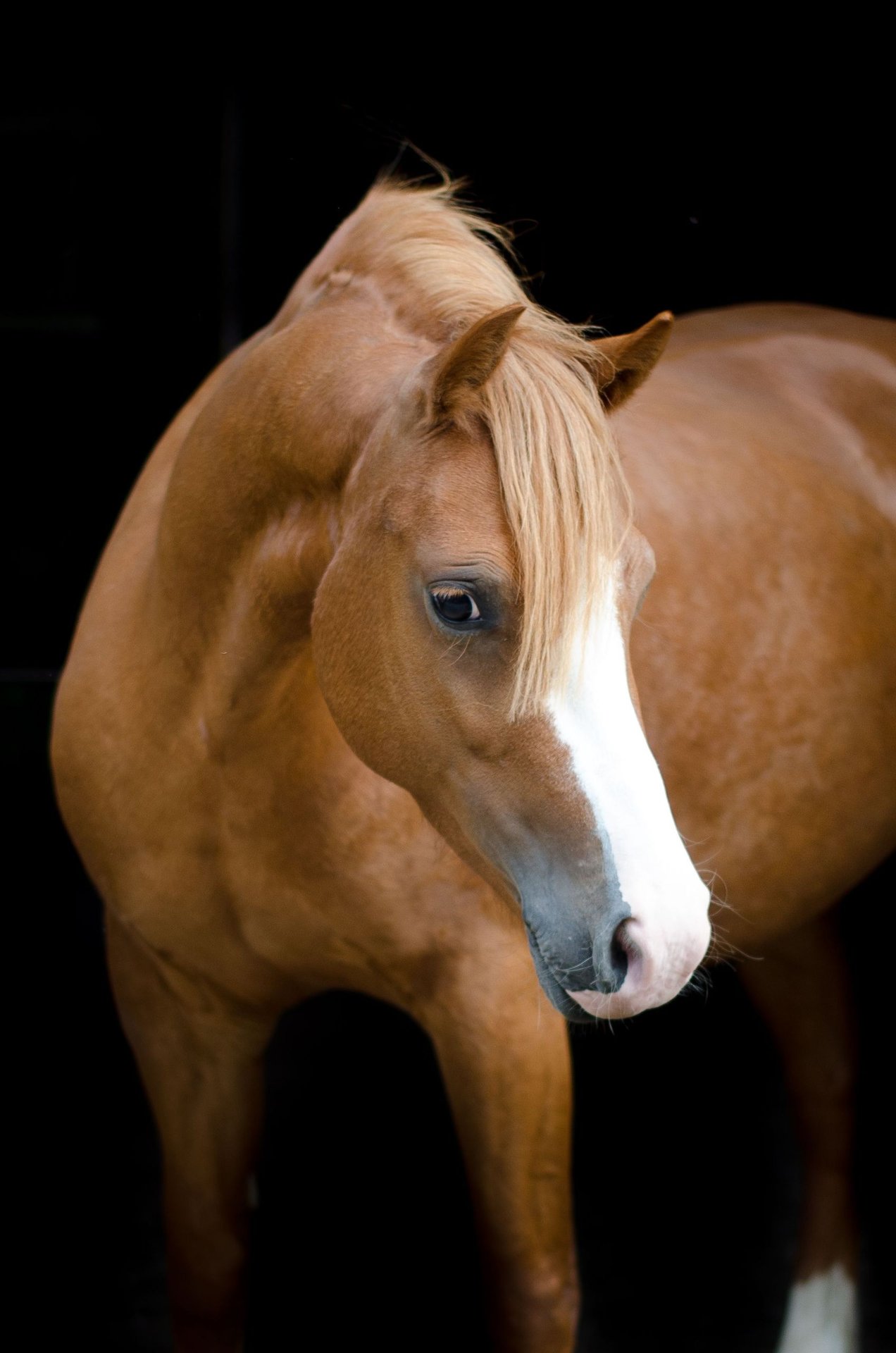 Welsh C (of Cob Type) Mix Mare 6 years 13,1 hh Chestnut-Red in Rheurdt